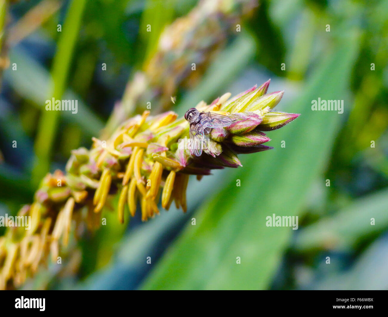 Corn plant hi-res stock photography and images - Alamy