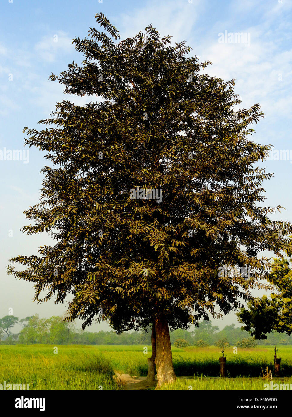Single tree in spring hi-res stock photography and images - Alamy
