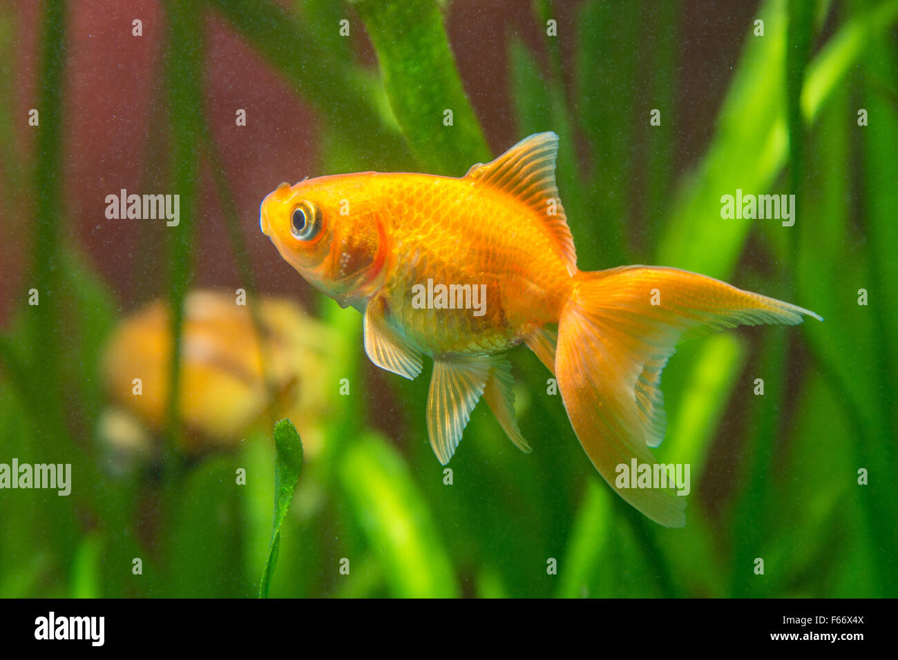 View of a goldfish in a home freshwater aquarium Stock Photo - Alamy