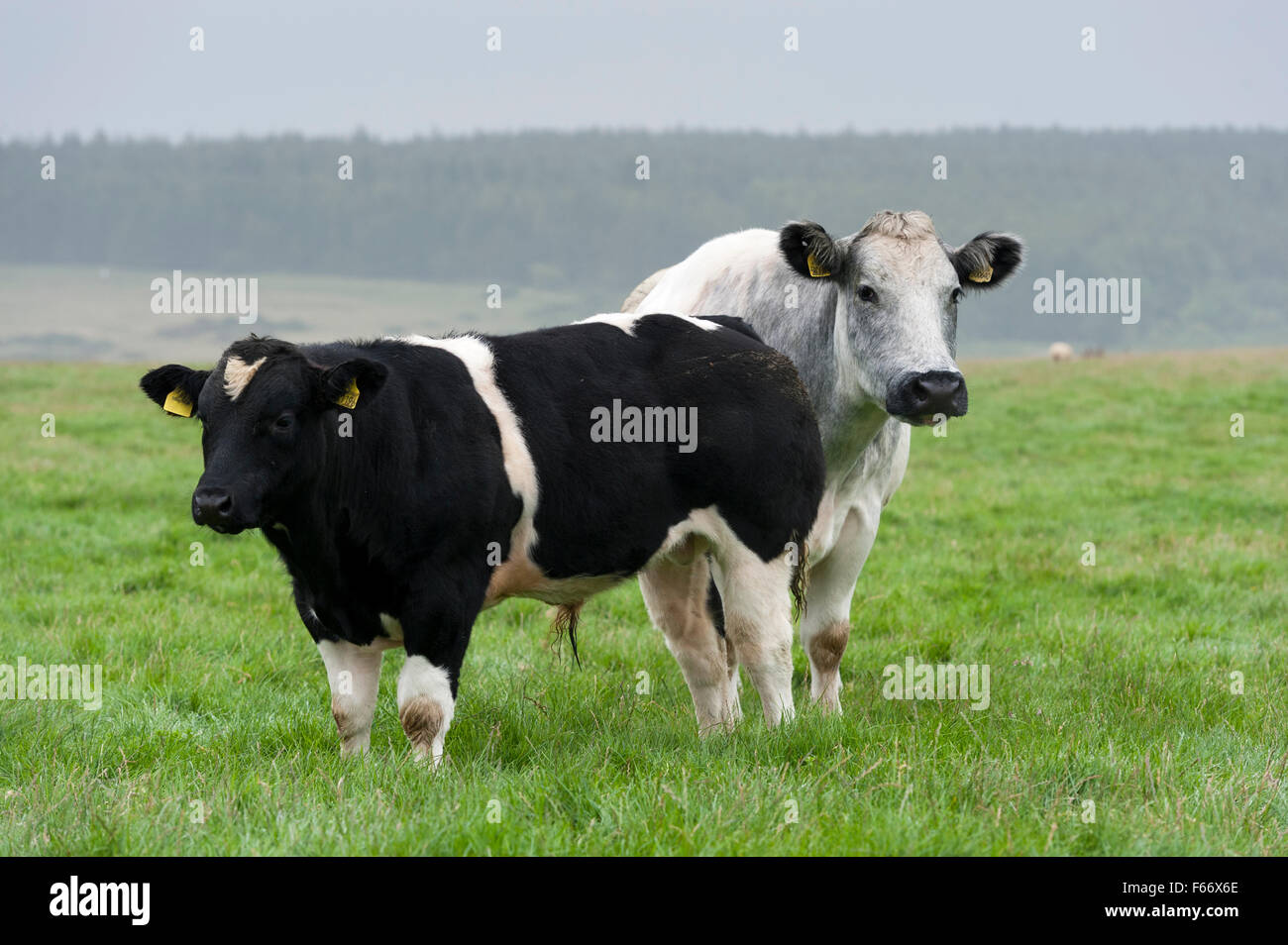Pedigree british blue beef cow hi-res stock photography and images - Alamy