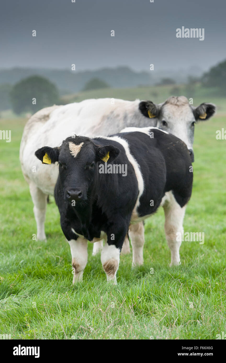 Pedigree British Blue cow with bull calf, Yorkshire, UK Stock Photo - Alamy