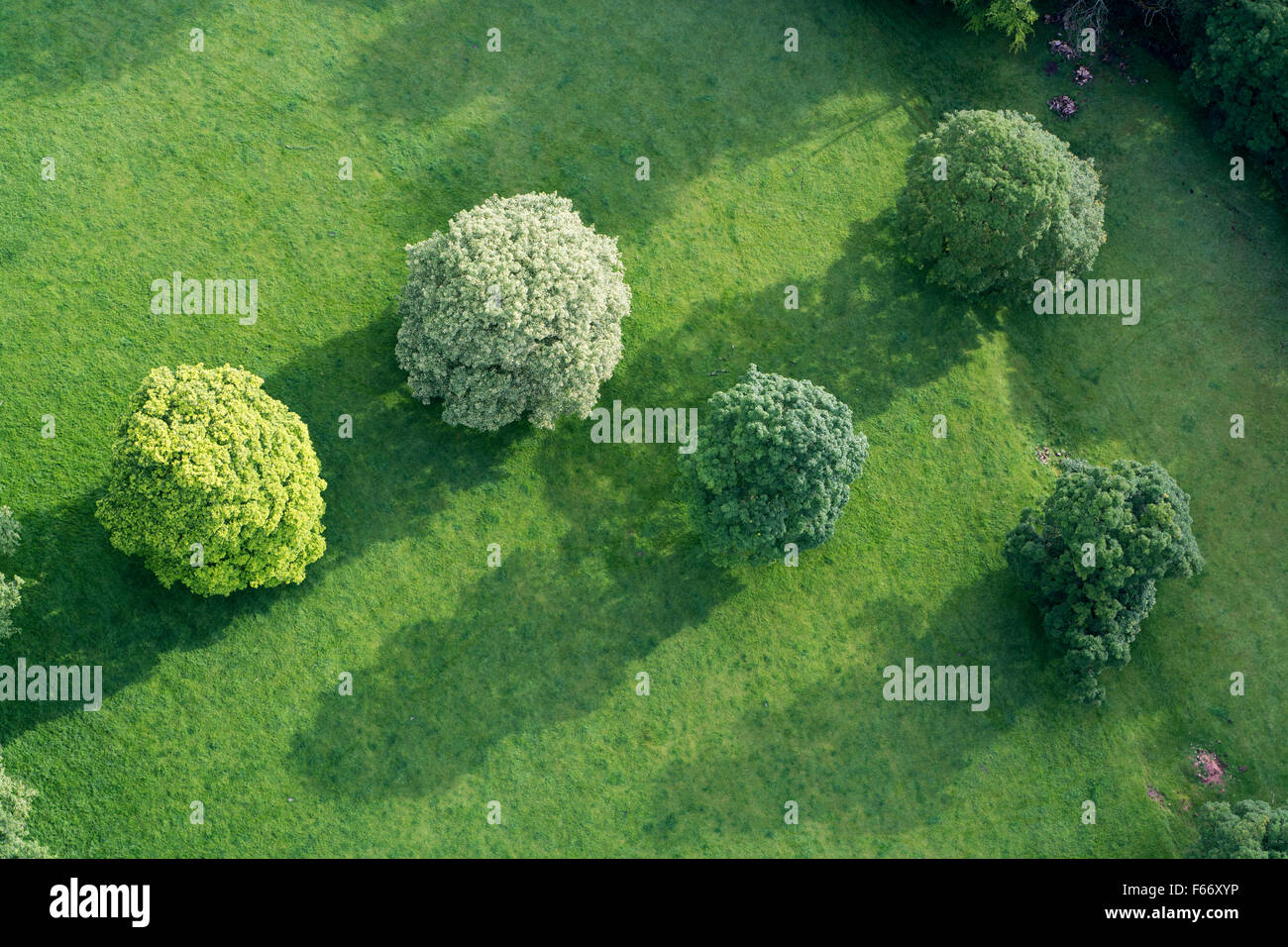 Different shades of green in trees hi-res stock photography and images ...