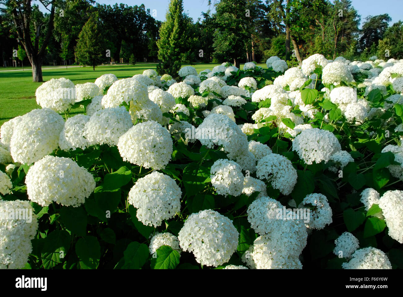 Park, Garden, Flower, Godollo castle; Hungary Stock Photo - Alamy