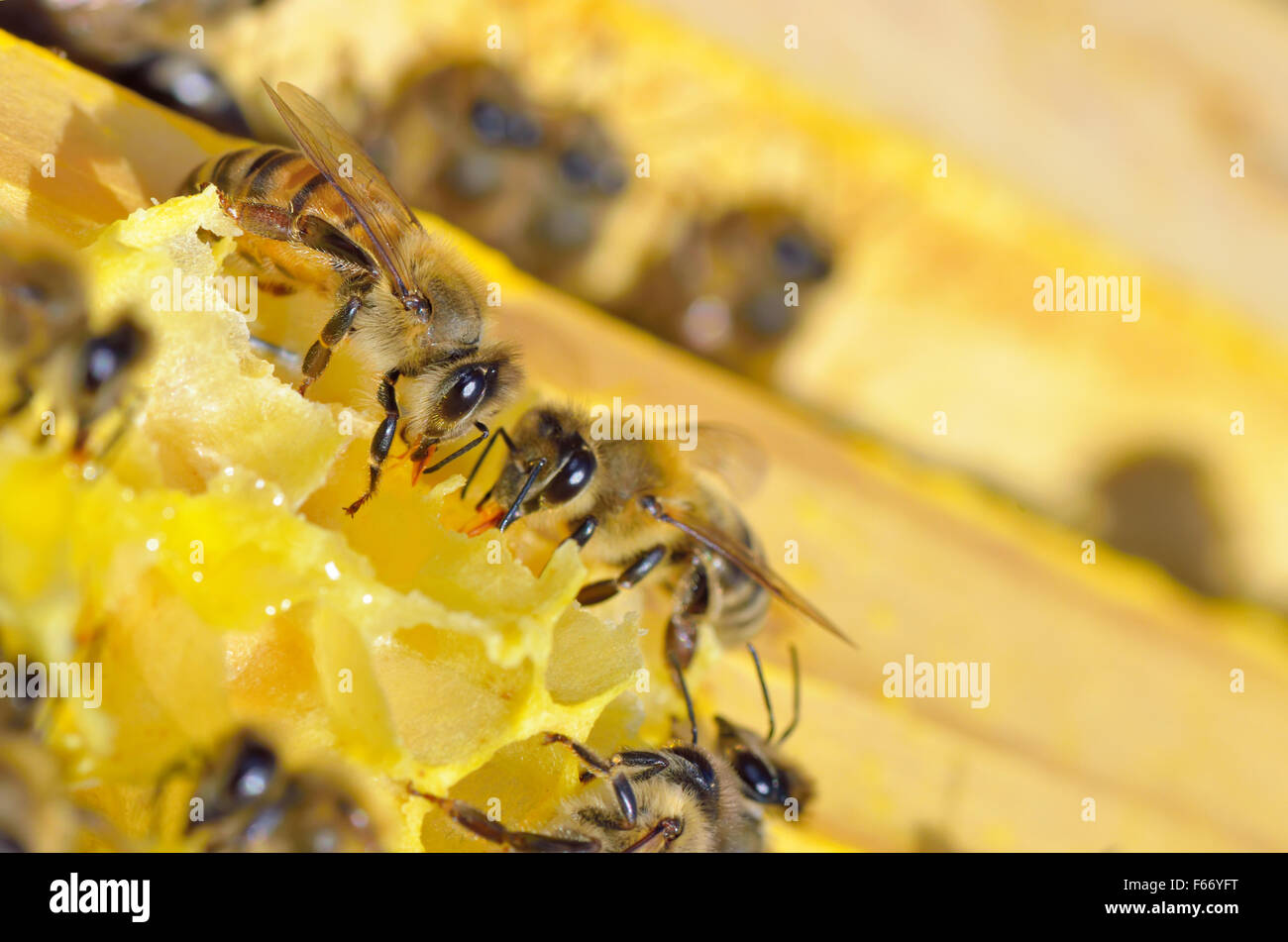 Close up bees in bee hi-res stock photography and images - Alamy