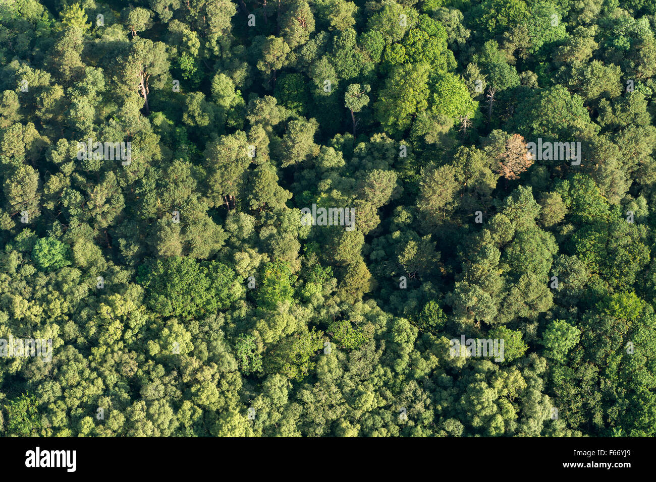 Treetops of deciduous woodland from above. Cumbria, UK Stock Photo - Alamy
