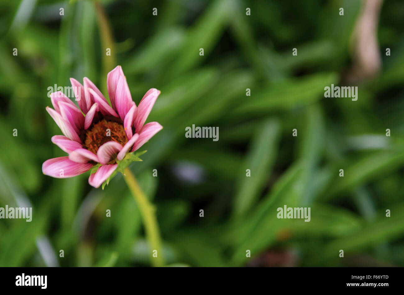 Pink Flower in Nature Stock Photo - Alamy