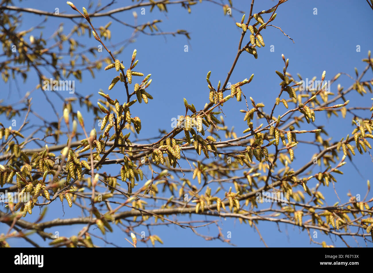 Birch tree flowers hi-res stock photography and images - Alamy