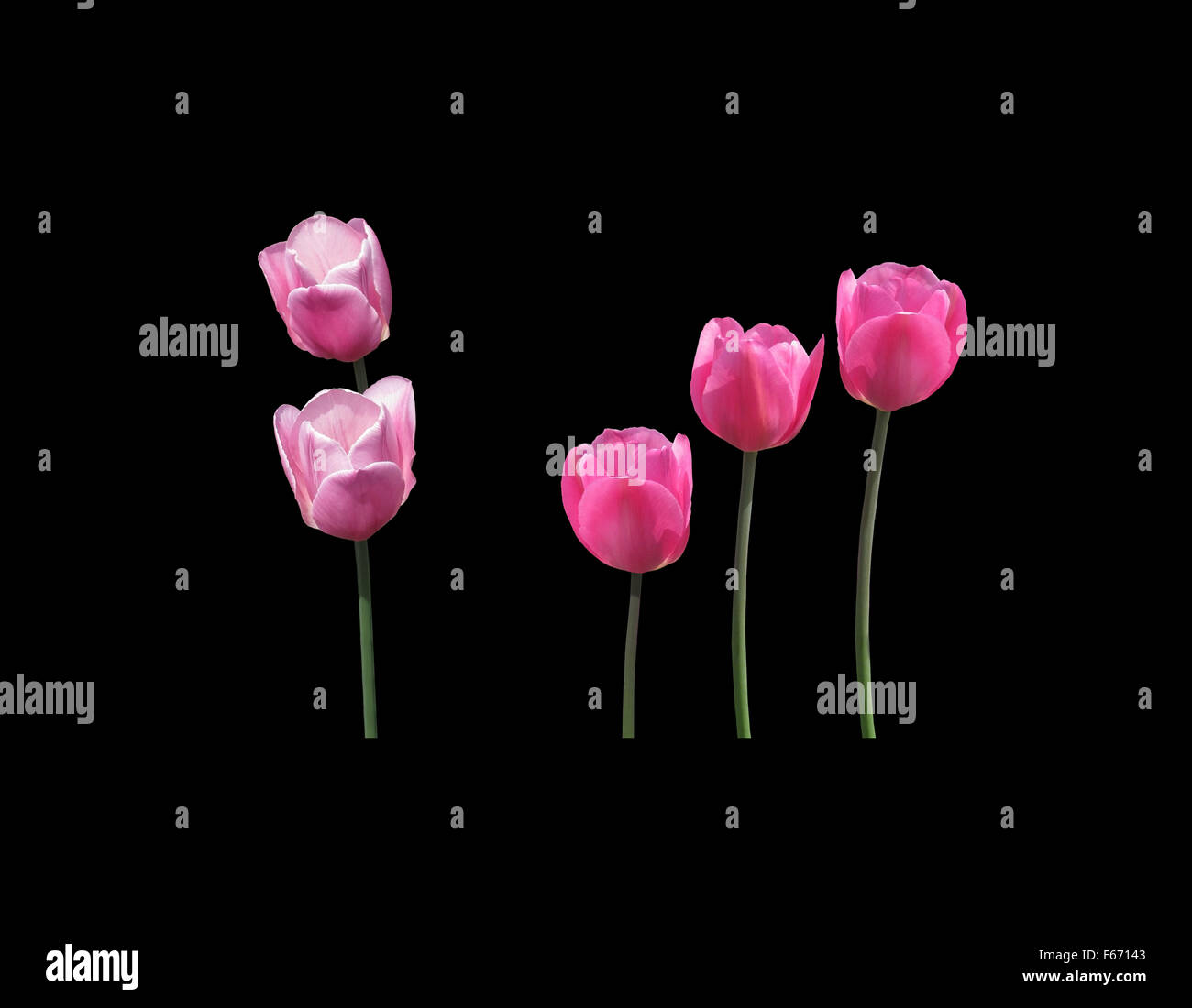 Five pink tulips isolated on black Stock Photo - Alamy