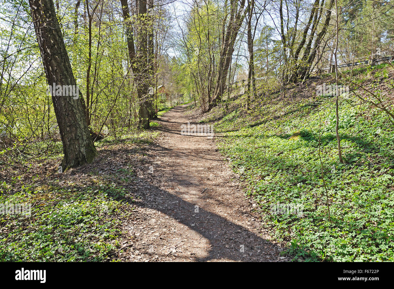 Pastoral green spring path landscape in spring forest and sunshine ...