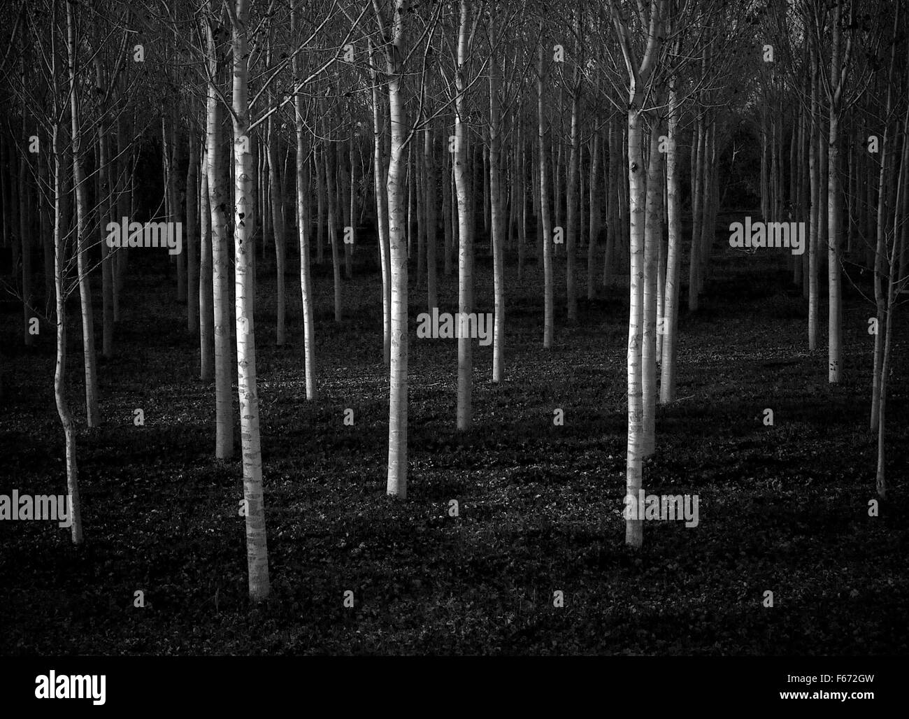 Parma countryside Black and White Stock Photos & Images - Alamy