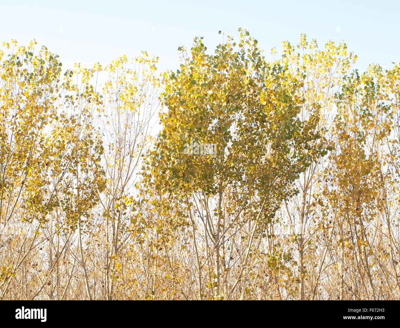 Poplar trees in autumn, on a sunny day, in the countryside by the river ...