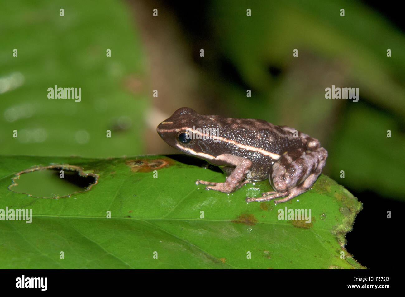 Poison dart frog (Hyloxalus sp.) in the rainforest in the Madre de Dios ...