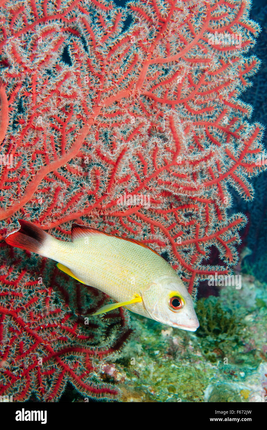 Lutjanus fulvus hi-res stock photography and images - Alamy