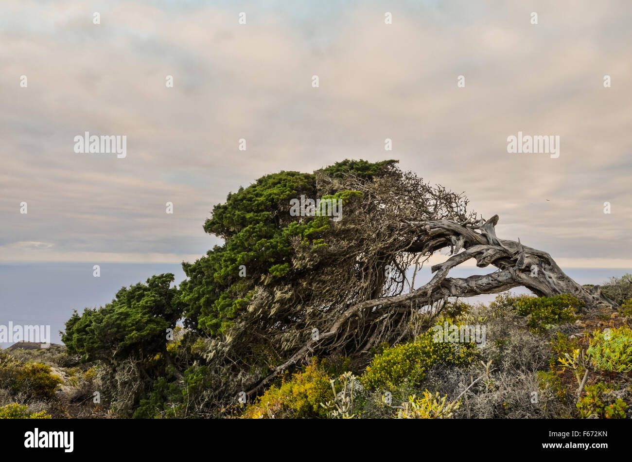 Gnarled Juniper Tree Shaped By The Wind Stock Photo - Alamy
