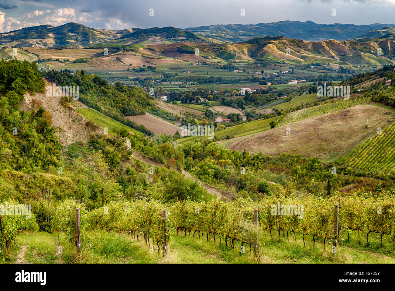 green vineyards arranged in regular rows covering rolling Italian hills ...