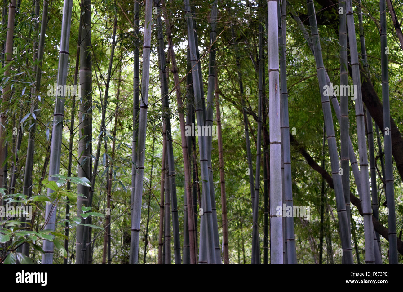 An image of wild bamboo plants growing in the mountains of Kobe Stock ...