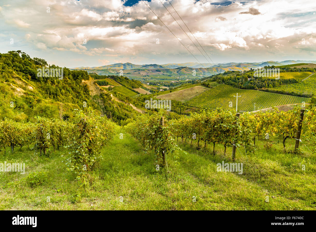 green vineyards arranged in regular rows covering rolling Italian hills ...