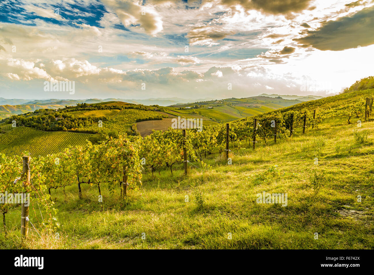 green vineyards arranged in regular rows covering rolling Italian hills ...