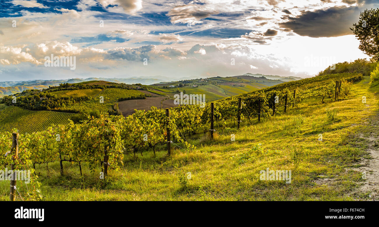 green vineyards arranged in regular rows covering rolling Italian hills ...