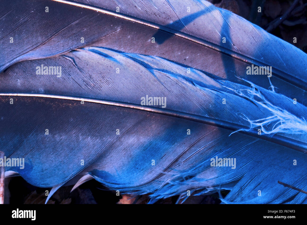 feather front of little crow plumage blue and abstract light Stock ...