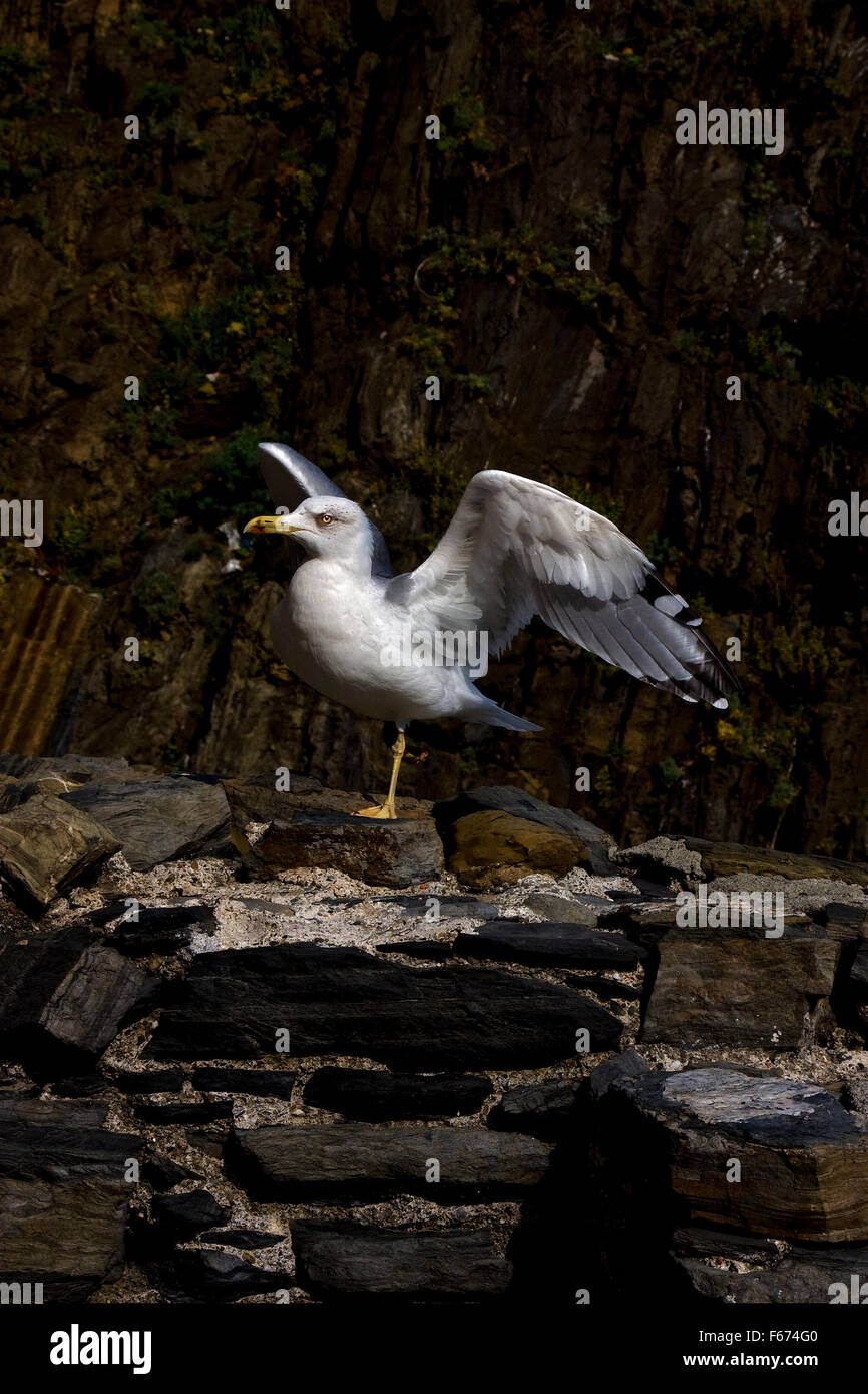 the side of sea gull in the rock of riomaggiore italy Stock Photo - Alamy