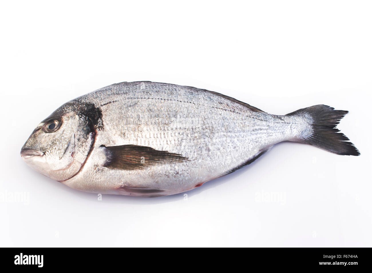 Sea fish dorade isolated on white Stock Photo - Alamy