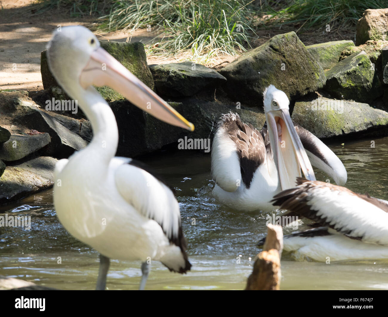 Pelicanaquatic hi-res stock photography and images - Alamy