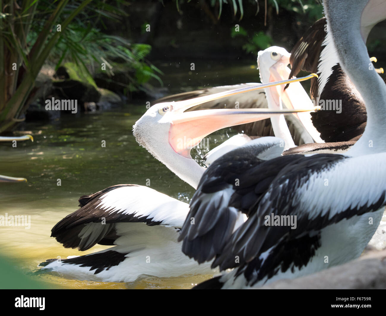 Pelicanaquatic hi-res stock photography and images - Alamy