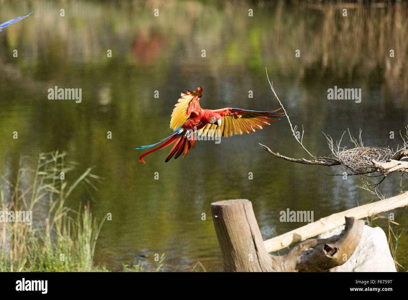Scarlet macaw in flight hi-res stock photography and images - Alamy