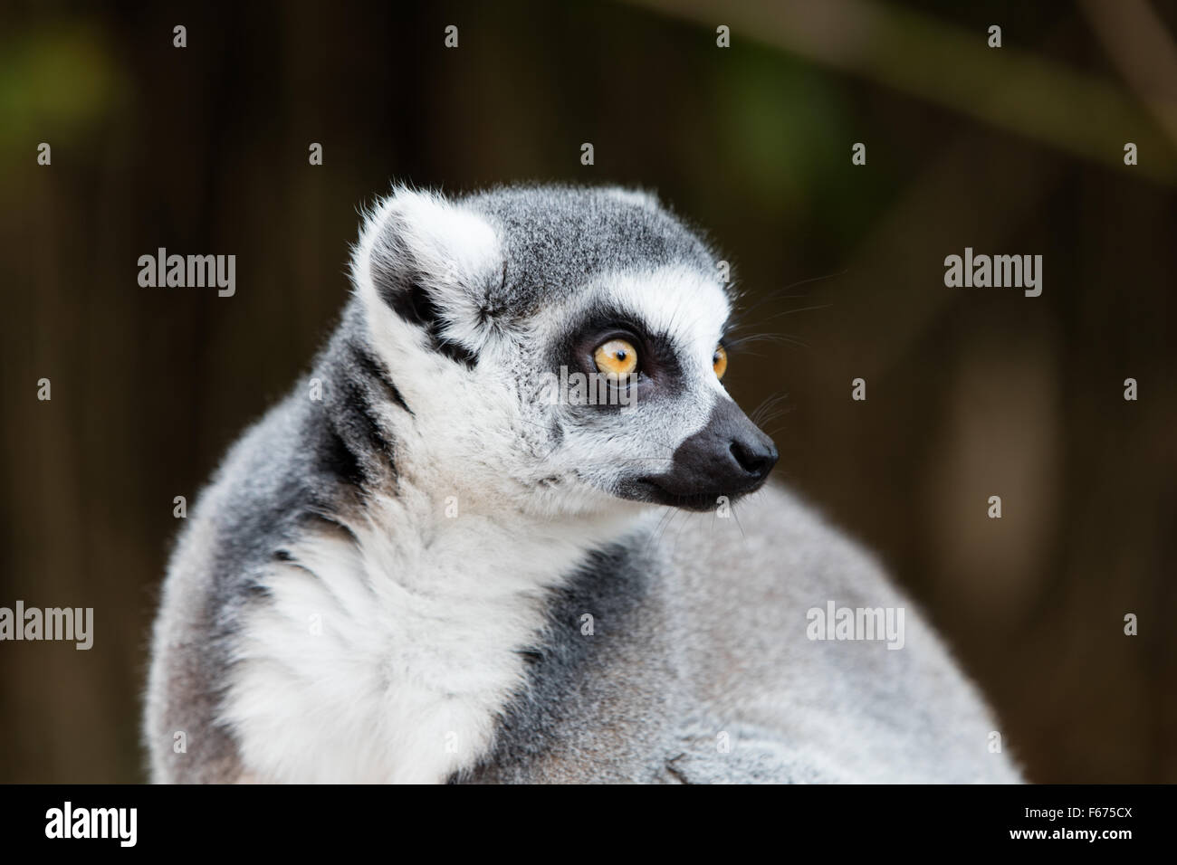 Lemur face hi-res stock photography and images - Alamy