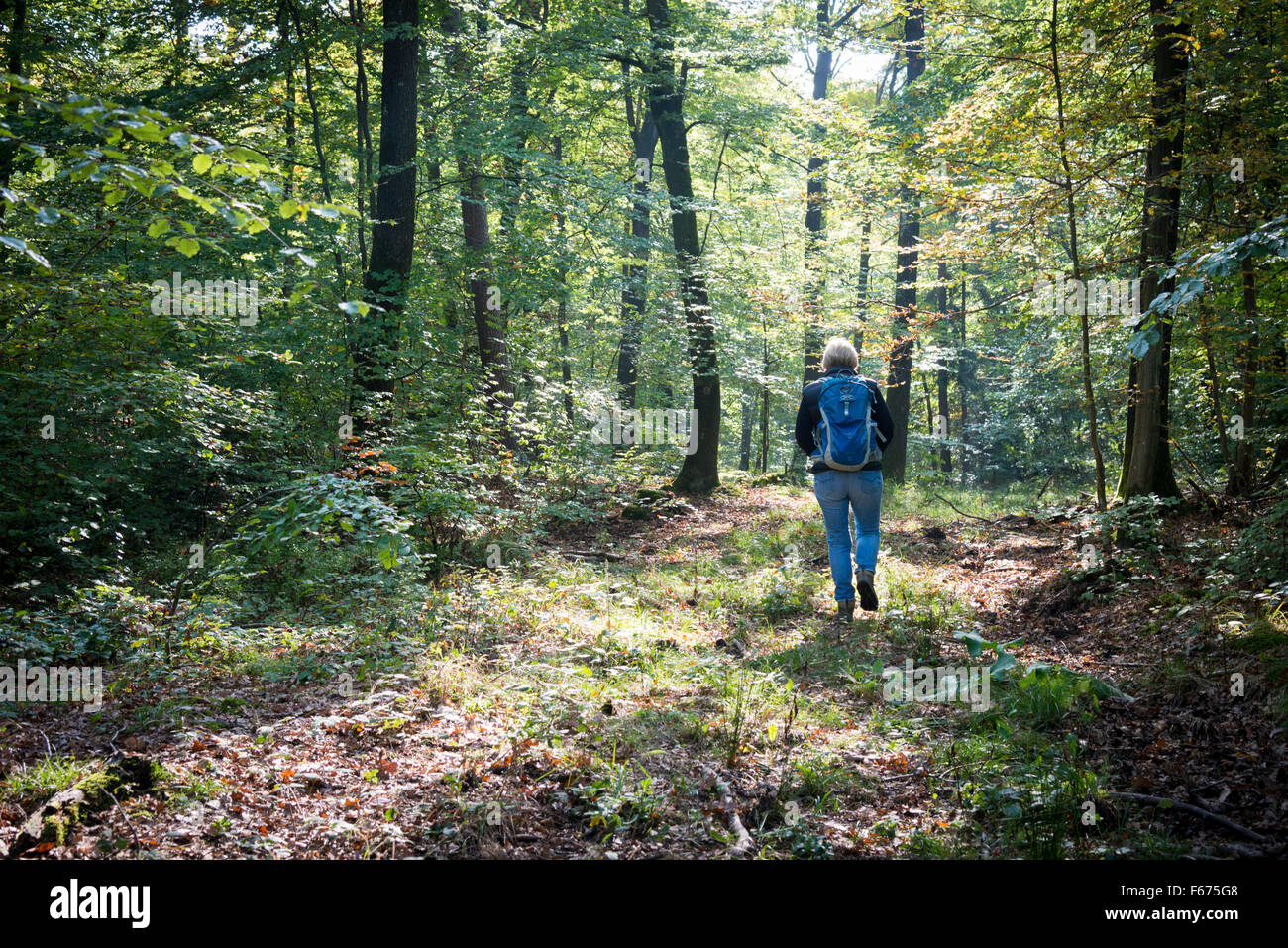 Walking in the woods summer hi-res stock photography and images - Alamy