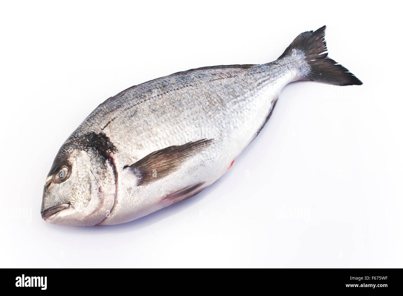 Sea fish dorade isolated on white Stock Photo - Alamy