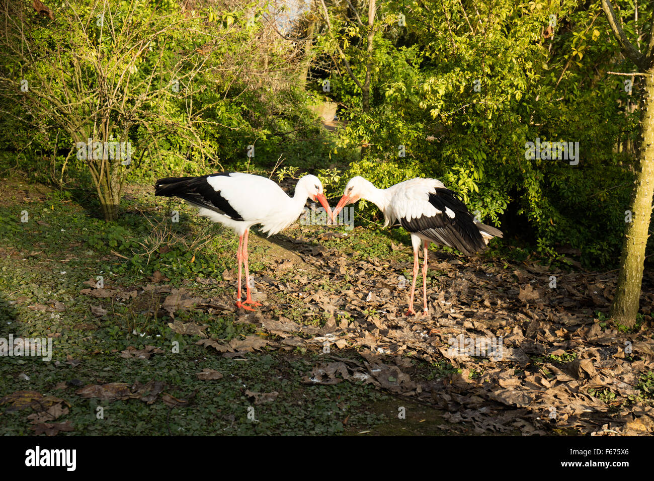 two storks in love Stock Photo - Alamy