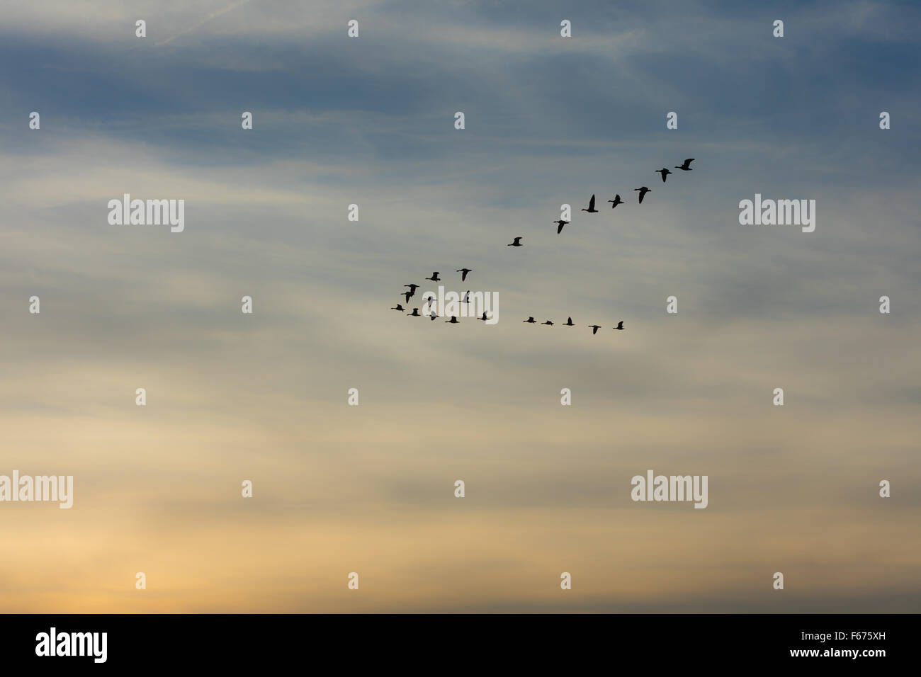 migrating geese in autumn Stock Photo - Alamy