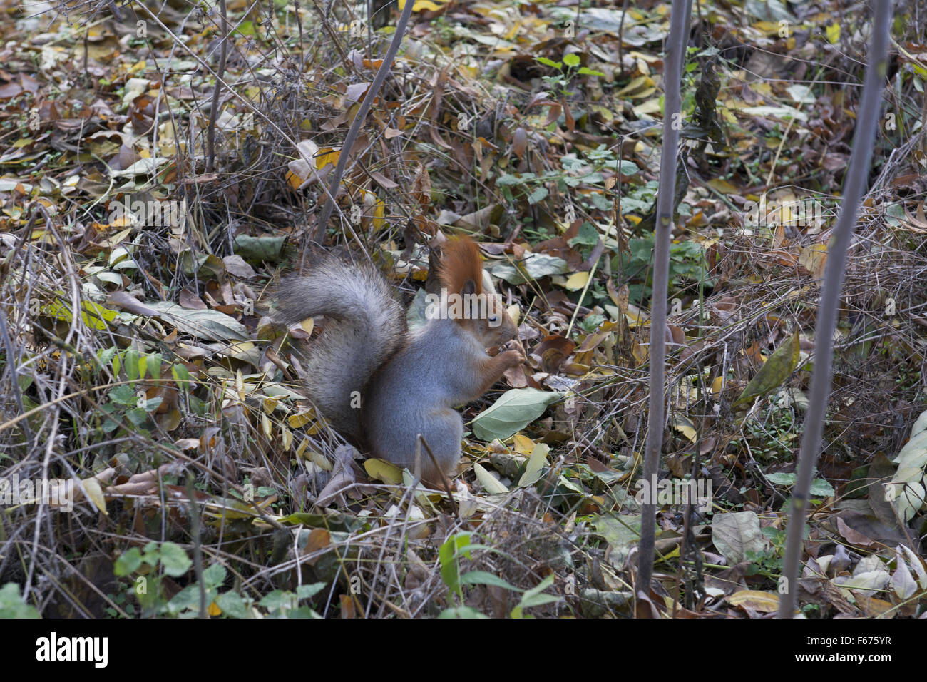 Sciurus vulgaris picture hi-res stock photography and images - Alamy