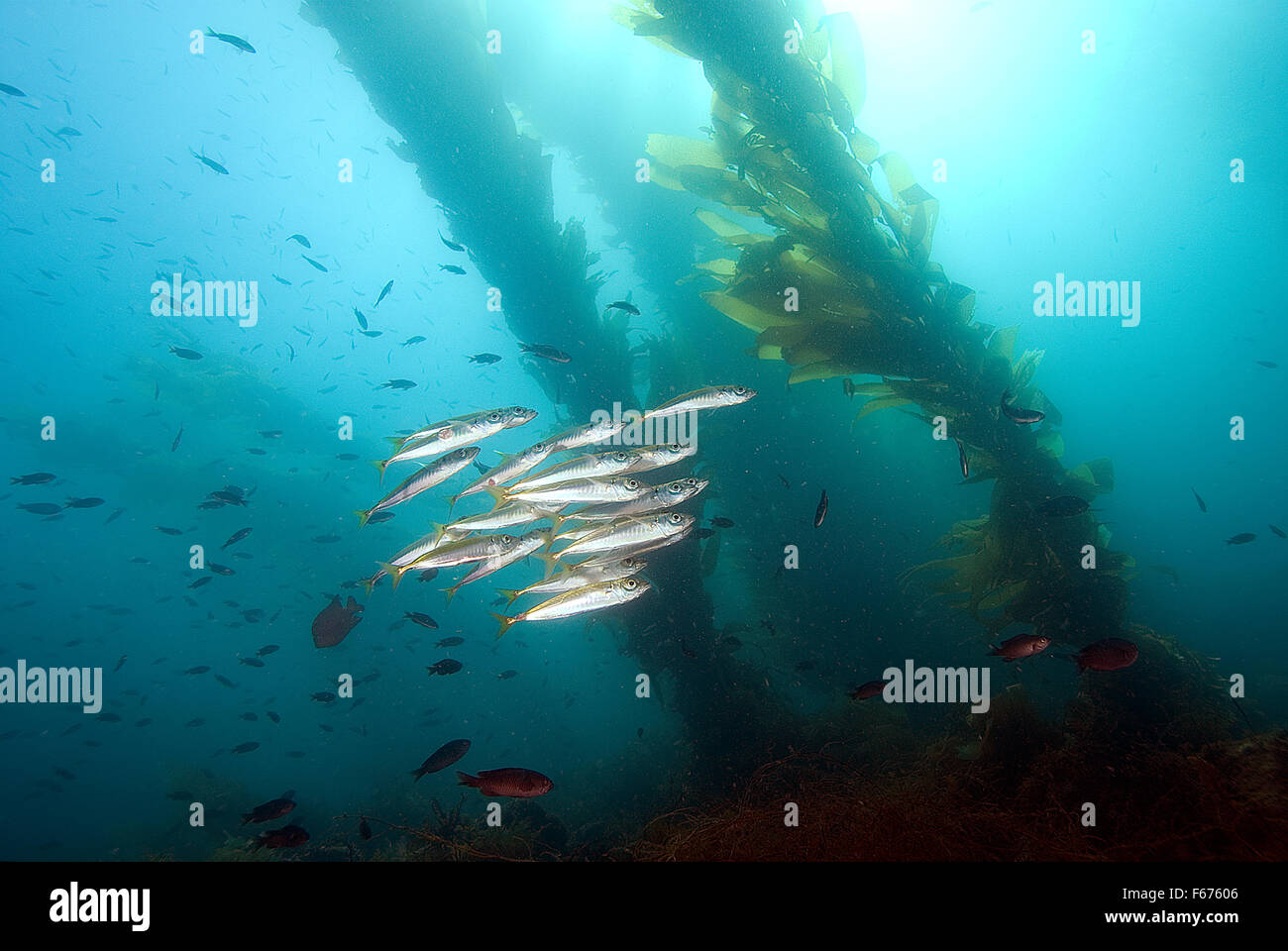 Fish sardines sea life underwater California Pacific Ocean island kelp ...