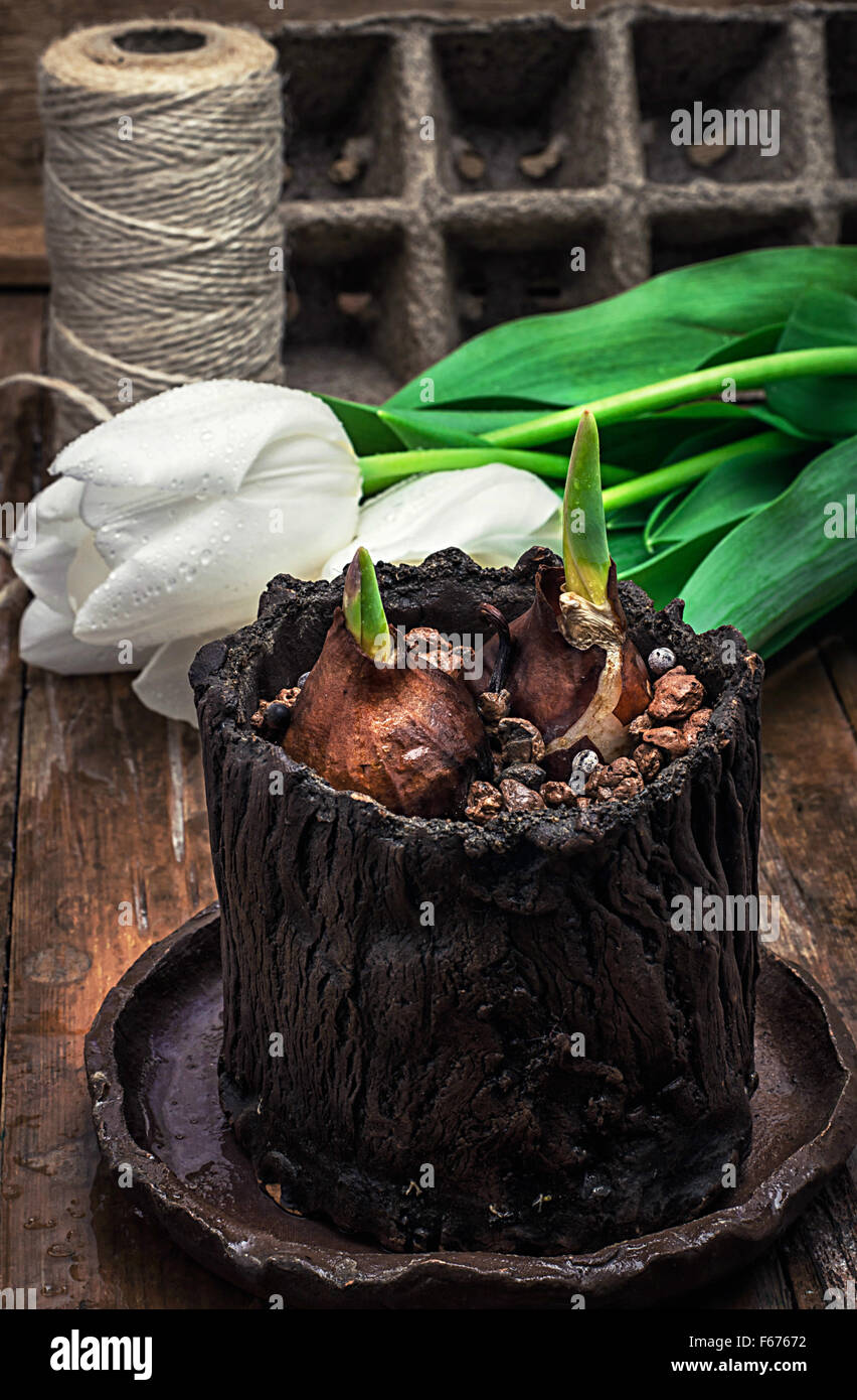 sprouted bulbs on white background fresh cut tulips Stock Photo - Alamy