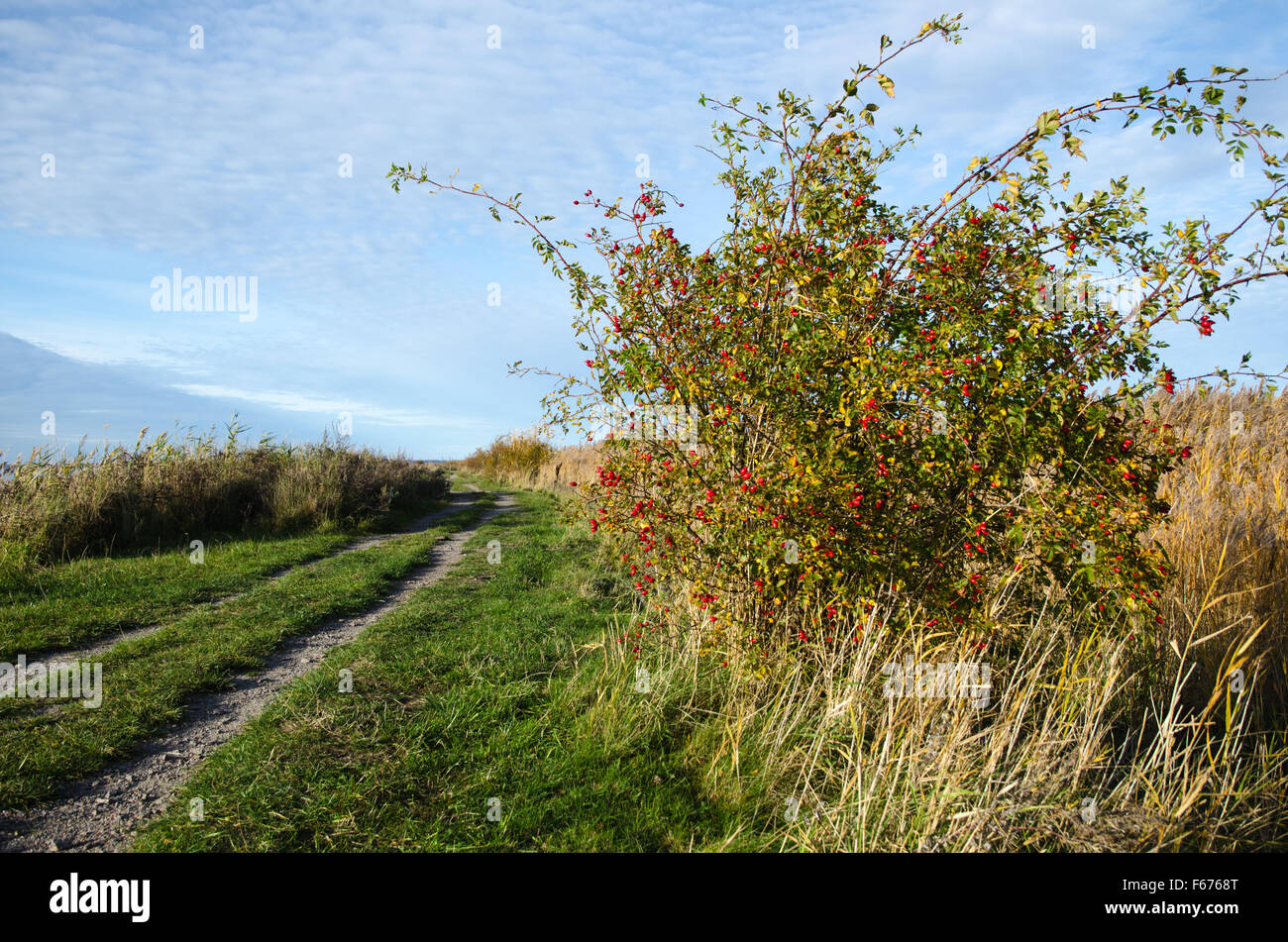 Sunlit rosehip shrub with ripe berries by a rural footpath Stock Photo ...