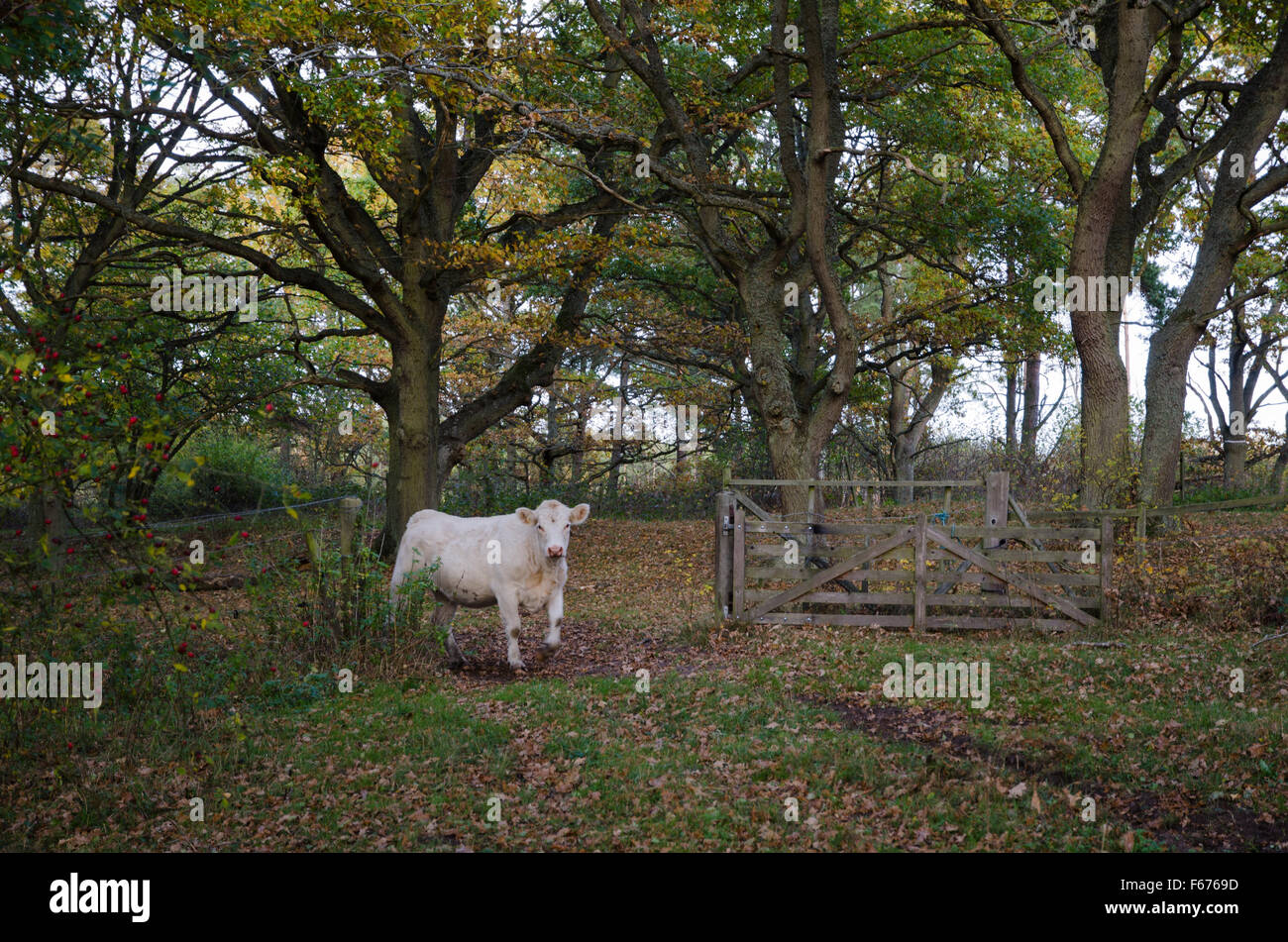 Cattle gate hi-res stock photography and images - Alamy