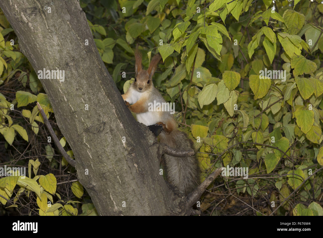 Red squirrel or Eurasian red squirrel (Sciurus vulgaris) is sitting on ...