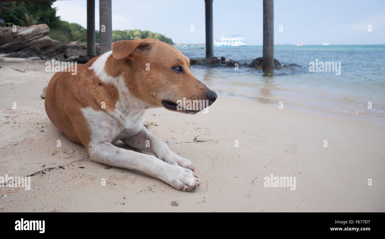 Dog on the beach looking to the sea Stock Photo - Alamy