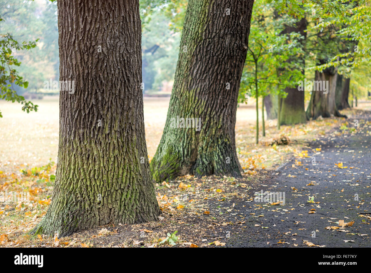 Old common oakk trees Quercus robur Stock Photo - Alamy