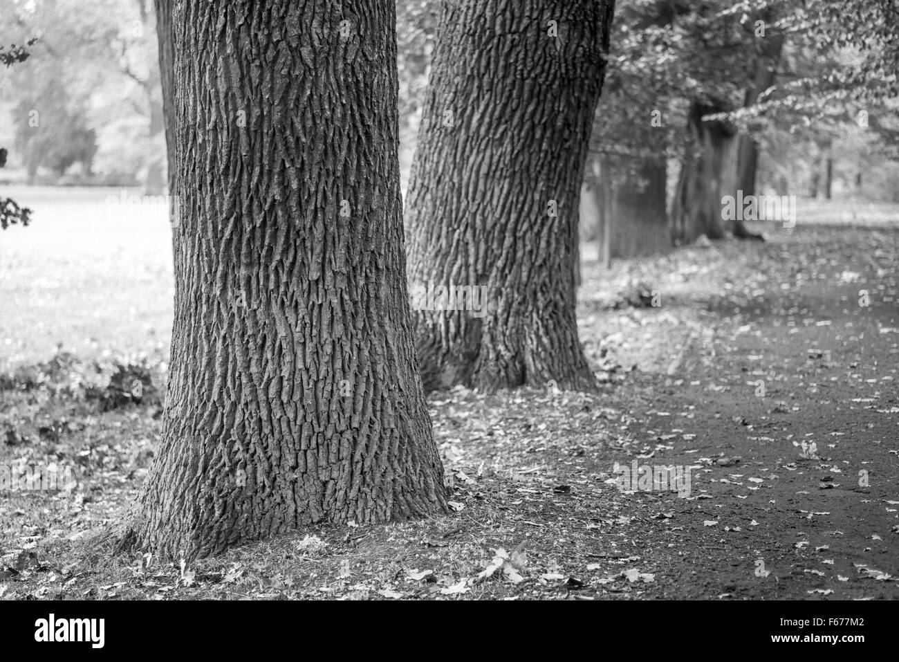 Old common oakk trees Quercus robur Stock Photo - Alamy
