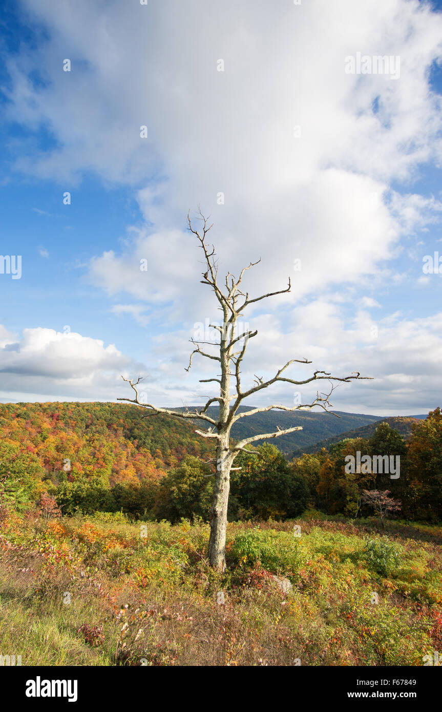 A single dead tree seen from the Skyline Drive, Shenandoah National ...