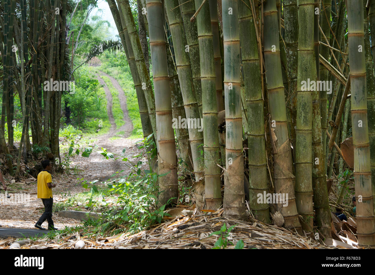 Bamboo in jungle Flores Indonesia Stock Photo - Alamy