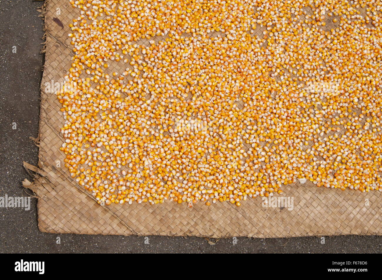 corn on the ground Indonesia Stock Photo - Alamy