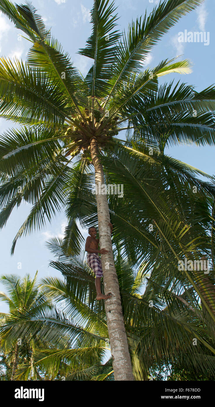 Man climbing a coconut tree hi-res stock photography and images - Alamy