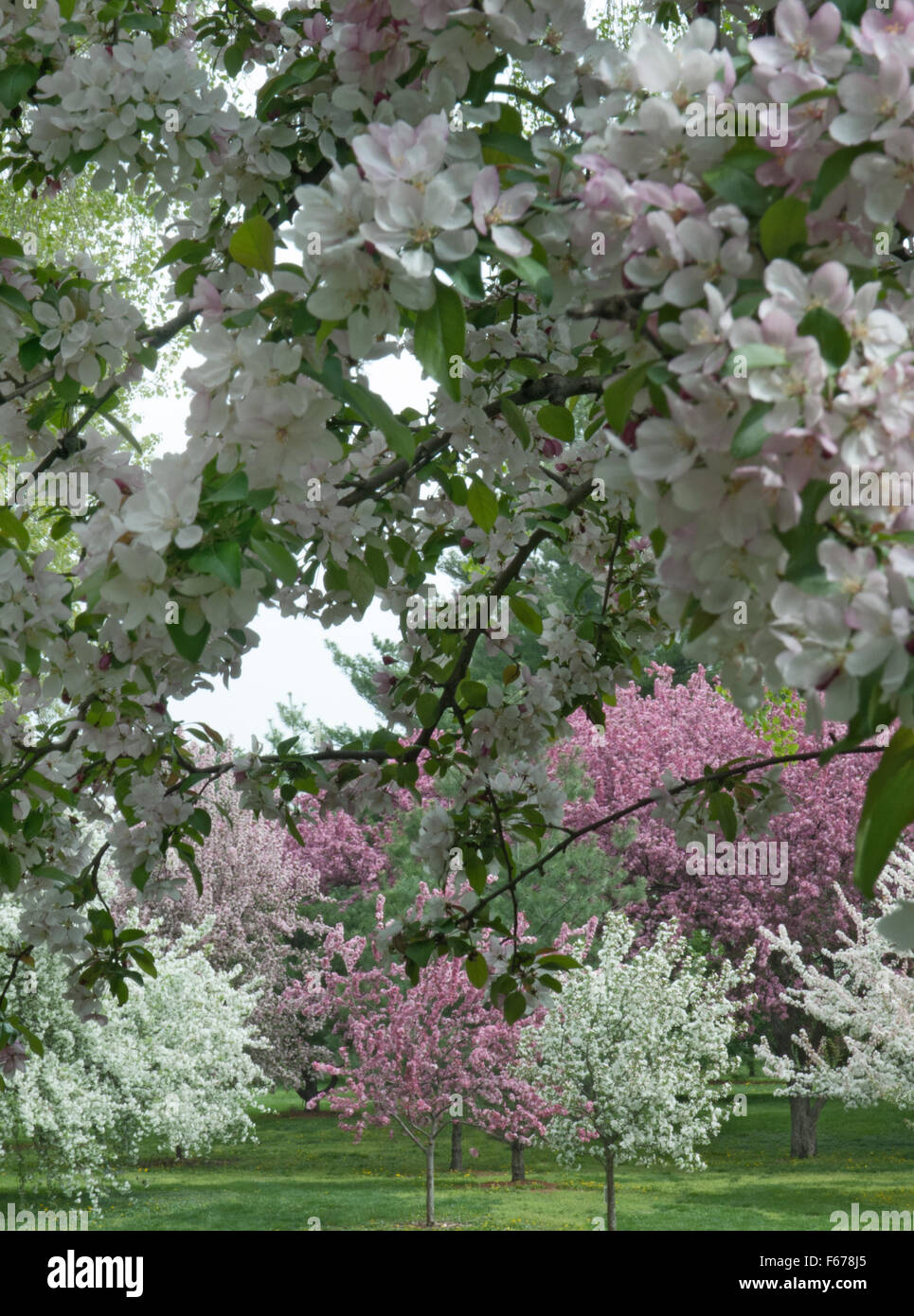 Crabapples varieties in Bloom - photographed at the Arie Den Boer ...