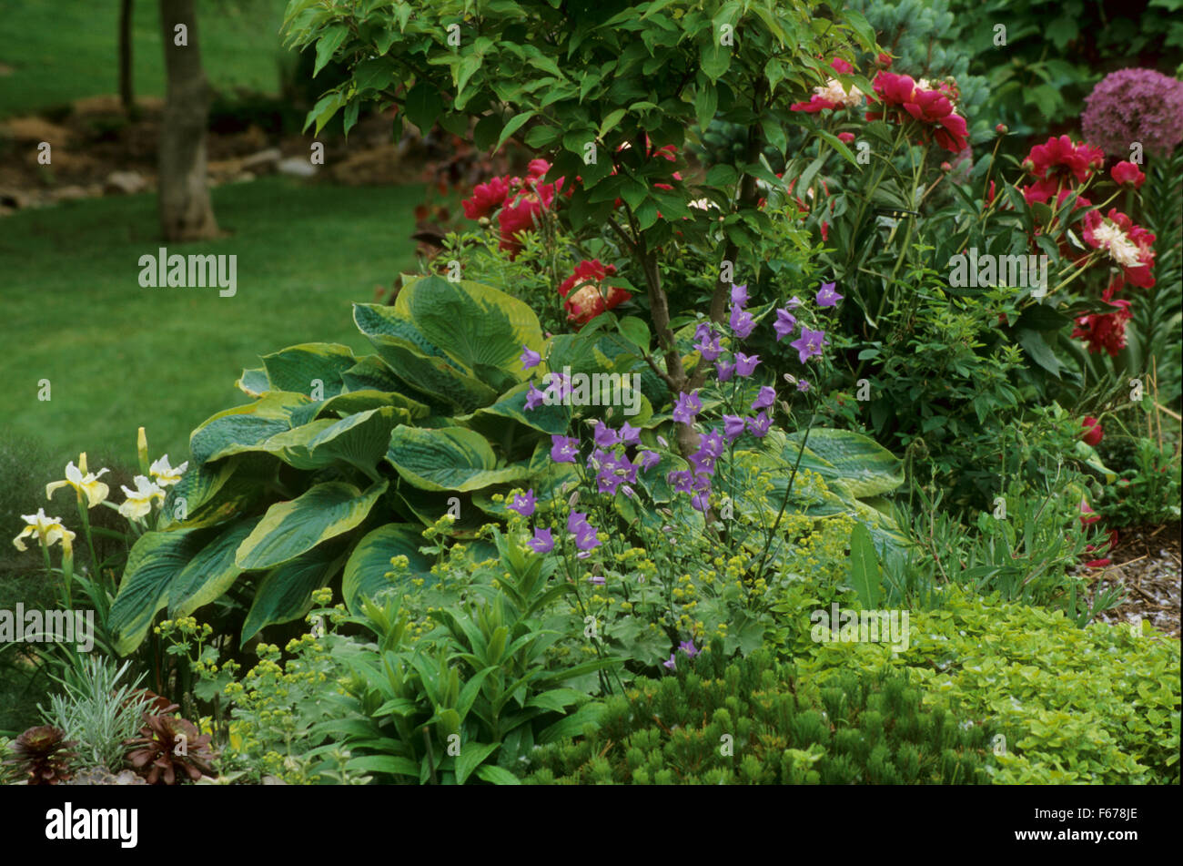 Hosta frances williams hi-res stock photography and images - Alamy