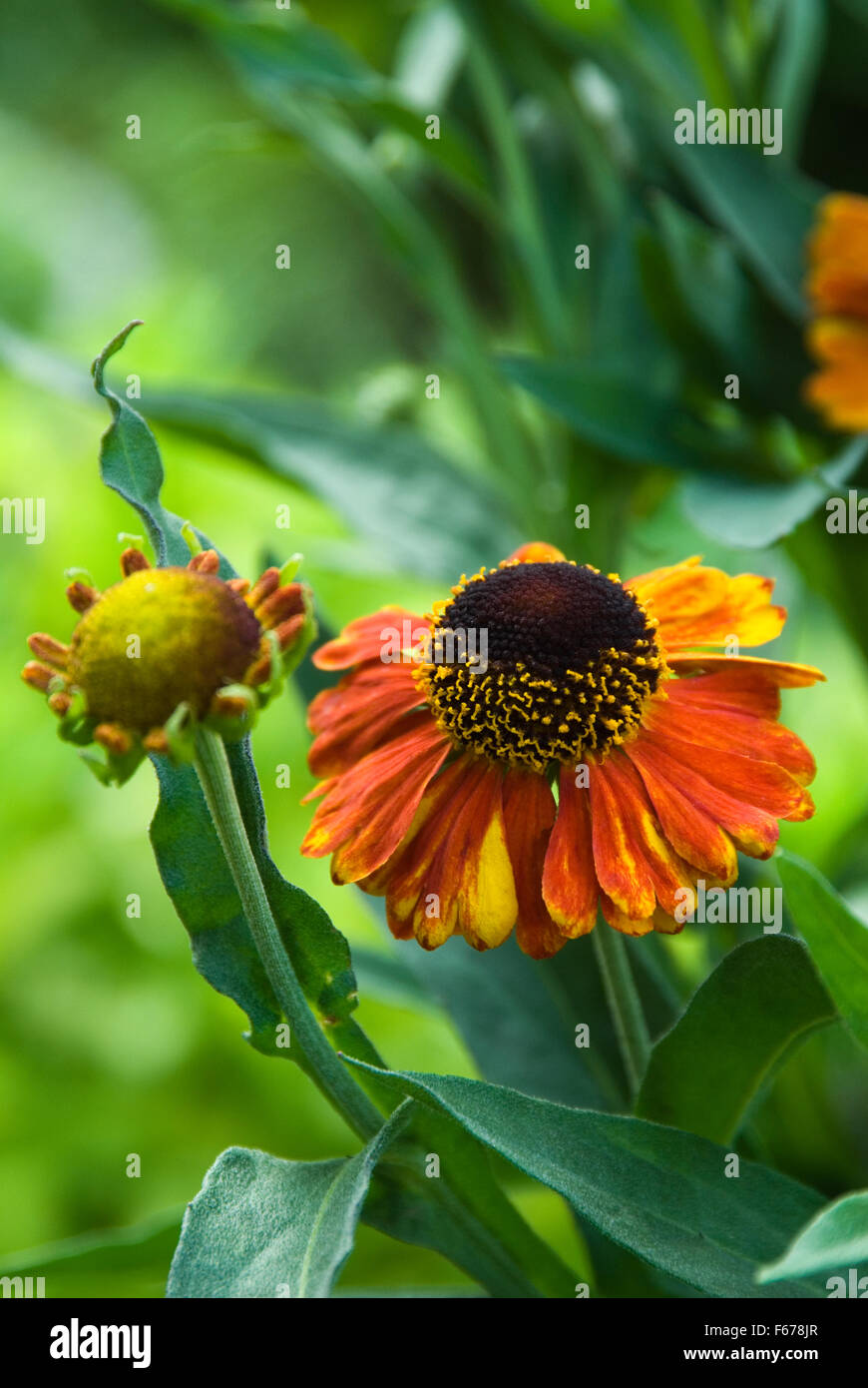 Helenium " Mardi Gras' Stock Photo - Alamy